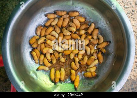 Suri, or chontacuro, edible larva of the Amazon beetle known as the ...