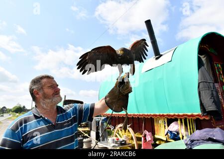 Romany traveller with one of his Harris Hawks used for hunting for food ...
