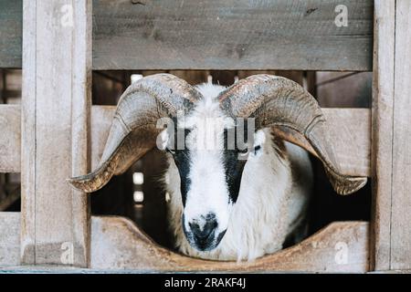 Close-up shot of an adult Chois Sheep head placed in a barn Stock Photo ...