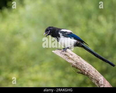 Magpie foraging in early summer in mid Wales Stock Photo - Alamy