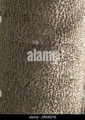 Magnolia Bark Texture. Wooden texture of a magnolia tree. Magnolia ...