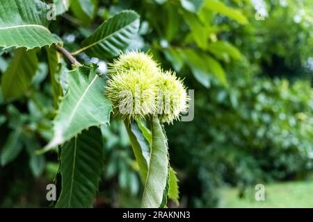 In autumn the delicious chestnuts ripen, which are protected by a ...