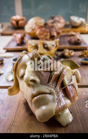 Anatomical wax models in the Istituto di Anatomia Umana Normale in ...