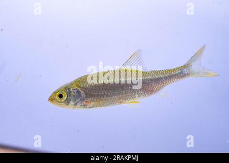 roach x rudd hybrid fish Stock Photo - Alamy