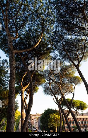 Rome, Lazio, Italy, 4th of July 2023, A shop window of Fendi in spagna ...