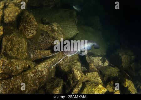 Wels catfish during night dive. Catfish is swimming on the bottom of ...