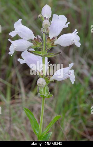 Wild foxglove Prairie penstemon False foxglove, Penstemon cobaea purple ...