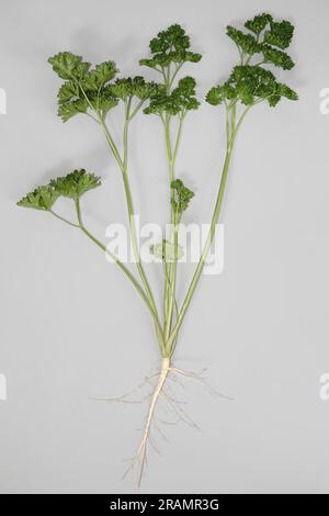 Petroselinum crispum. Parsley Moss Curled. Curley Parsley growing in a ...