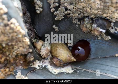 Sea anemone shells Stock Photo - Alamy