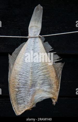 cleaned and gutted fish hung on string to dry the traditional Dutch way ...
