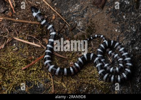 California Mountain Kingsnake (Lampropeltis zonata Stock Photo - Alamy