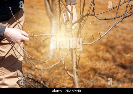Spring formative pruning of a tree and the formation of a tree crown ...