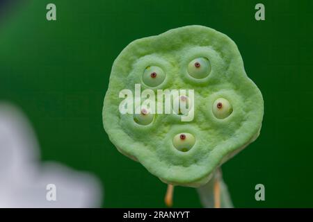 Water lotus seed pods looking like alien creature eyes Stock Photo - Alamy