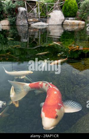 Madeira world of birds mini zoo, Madeira Island Stock Photo - Alamy
