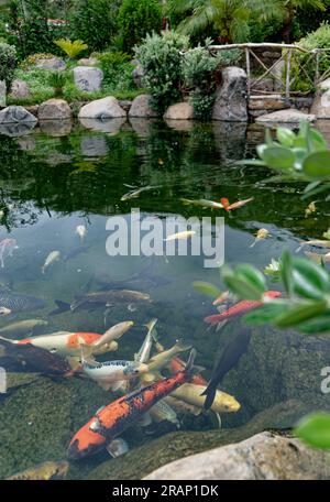 Madeira world of birds mini zoo, Madeira Island Stock Photo - Alamy
