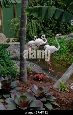 Madeira world of birds mini zoo, Madeira Island Stock Photo - Alamy