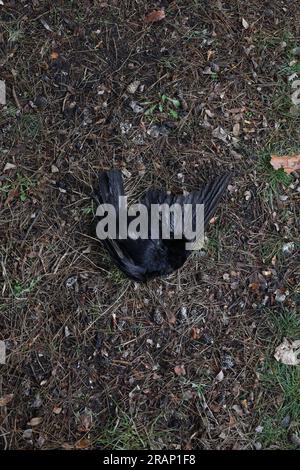 Raven crow in dead pigeon Stock Photo - Alamy