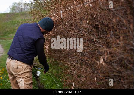 Arrangement and alignment of the hedge with scissors, spring work in ...