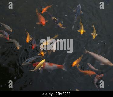Madeira world of birds mini zoo, Madeira Island Stock Photo - Alamy