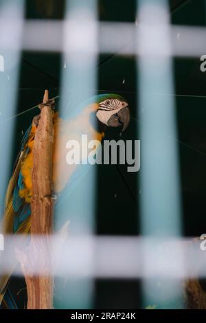 Parrots in captivity Stock Photo - Alamy