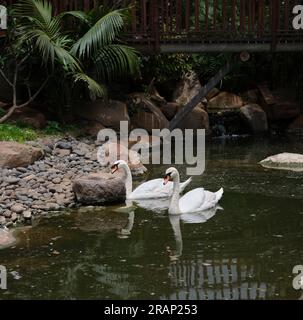 Madeira world of birds mini zoo, Madeira Island Stock Photo - Alamy