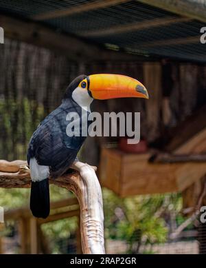 Madeira world of birds mini zoo, Madeira Island Stock Photo - Alamy