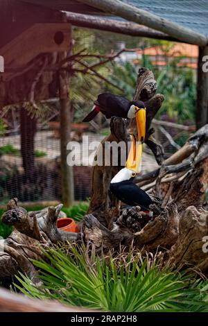 Madeira world of birds mini zoo, Madeira Island Stock Photo - Alamy