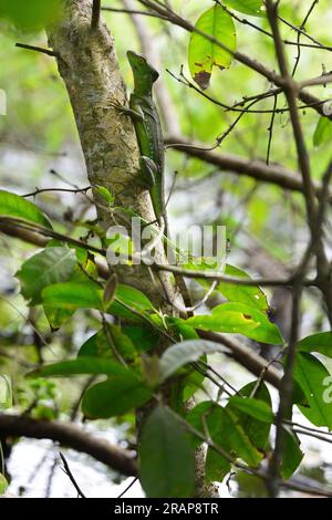 Plumed basilisk (Basiliscus plumifrons) female La Selva Biological ...