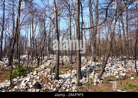 burned trees between limestone rock after a frest fire in the Karst ...