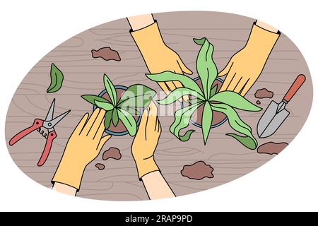 People transplanting plants in pots at home. Gardeners take care of ...