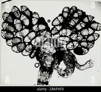 Effect of cobalt 60 gamma rays on the biology of the eye gnat ...