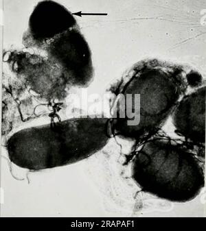 "Effect of cobalt 60 gamma rays on the biology of the eye gnat ...