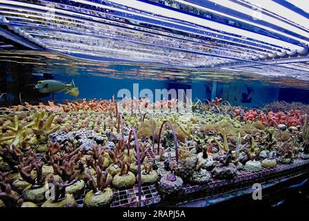 Coral farm growing small corals fragments into larger colonies Stock ...