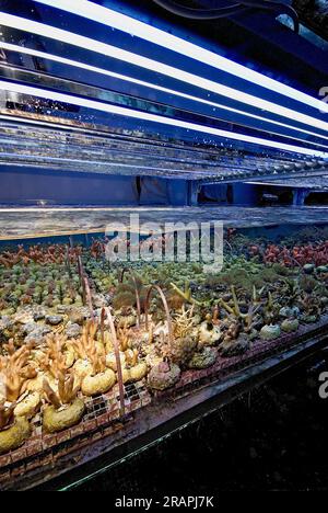 Coral farm growing small corals fragments into larger colonies Stock ...