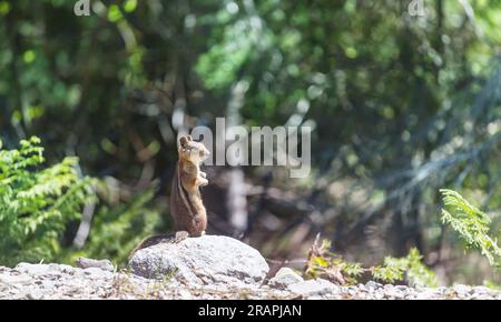 American chipmunk in summer forest Stock Photo - Alamy
