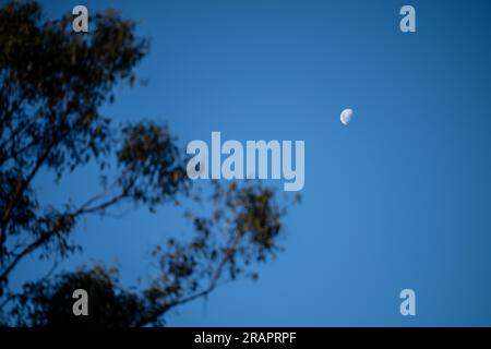moon behind trees in the australian bush in summer Stock Photo - Alamy