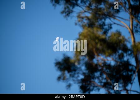 moon behind trees in the australian bush in summer Stock Photo - Alamy