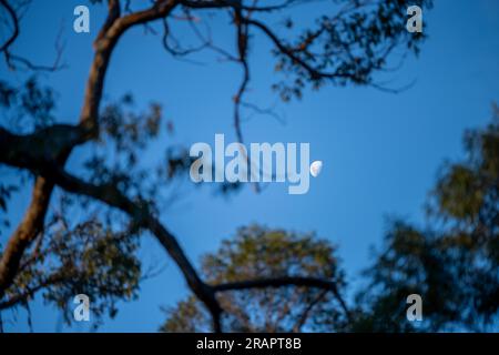 moon behind trees in the australian bush in summer Stock Photo - Alamy