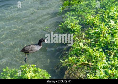 coot, brivio, italy Stock Photo - Alamy