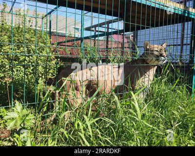 Puma mountain lion, cougar lat. Puma concolor is a predator of the ...