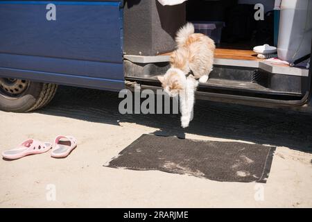 Siberian Cat in the Campervan in Denmark Stock Photo - Alamy