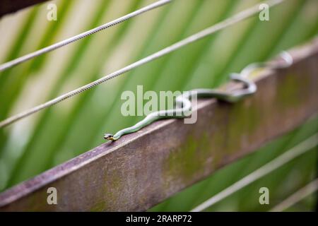 Beautiful Paradise Flying Snake Stock Photo - Alamy