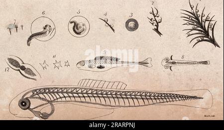 Cross-section of a fish and the stages of its development. Etching by ...