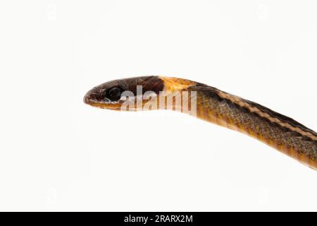 collared snake or striped litter snake Sibynophis geminatus isolated on ...