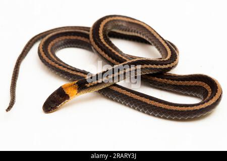 collared snake or striped litter snake Sibynophis geminatus isolated on ...
