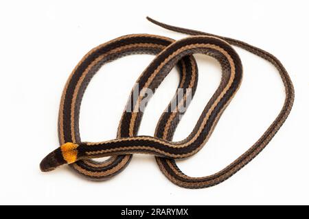 collared snake or striped litter snake Sibynophis geminatus isolated on ...