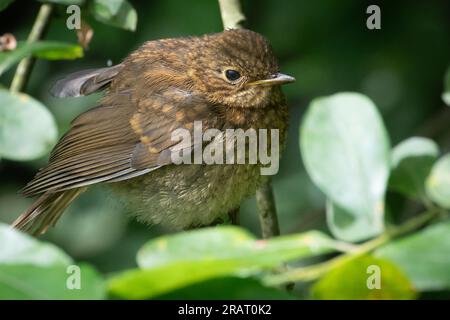 Dorney, Buckinghamshire, UK. 5th July, 2023. A young robin fledgling ...