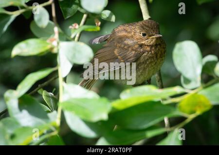 Dorney, Buckinghamshire, UK. 5th July, 2023. A young robin fledgling ...