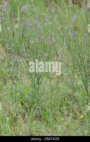 Texas Vervain, Verbena halei Stock Photo - Alamy