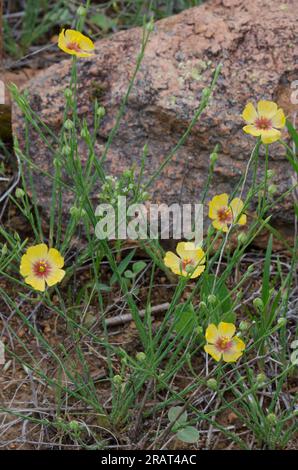 Stiffstem Flax, Linum rigidum Stock Photo - Alamy